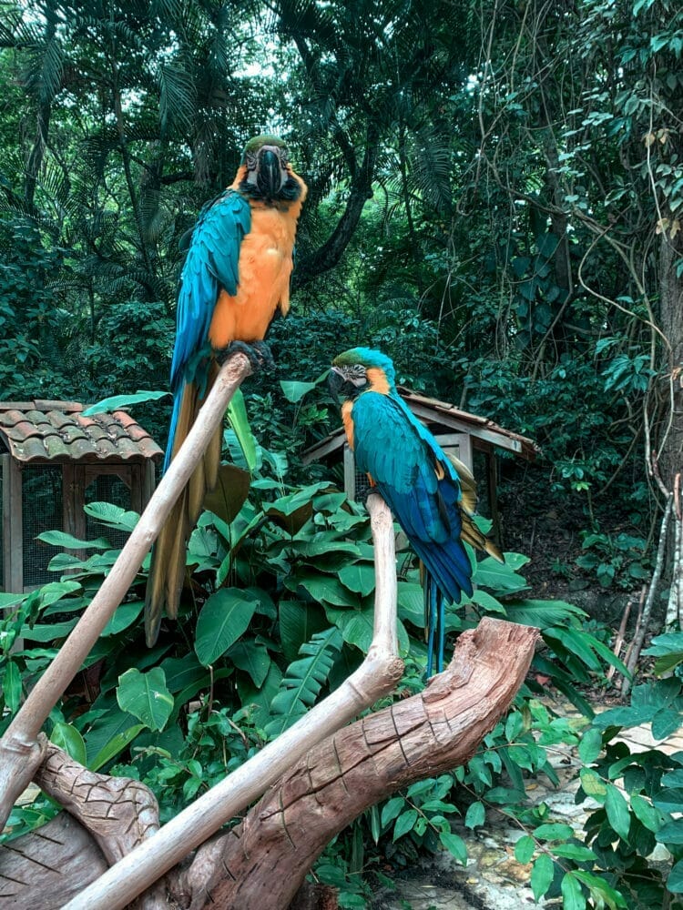 Ultimate Guide to Copan, Honduras — Wander Her Way